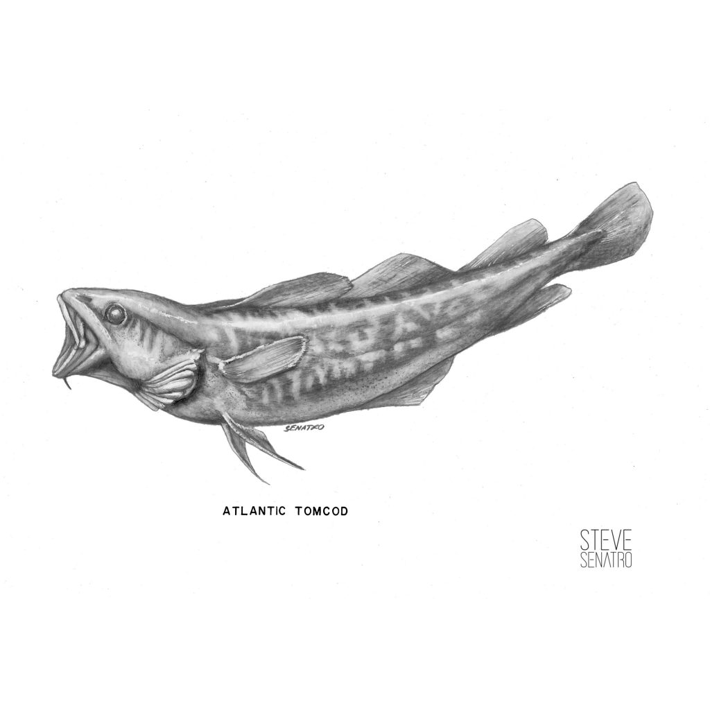 Atlantic Tom Cod Pencil – Steve Senatro